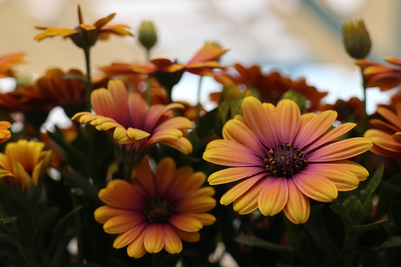 Sommer Blumen Jahreszeit - Kostenloses Foto auf Pixabay - Pixabay