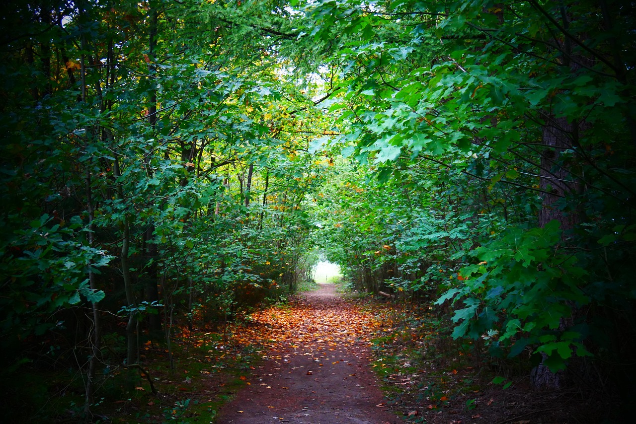 Forêt Des Arbres Piste - Photo gratuite sur Pixabay - Pixabay