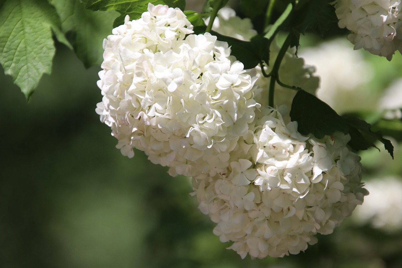 Hydrangea Flowers Plant French - Free photo on Pixabay - Pixabay
