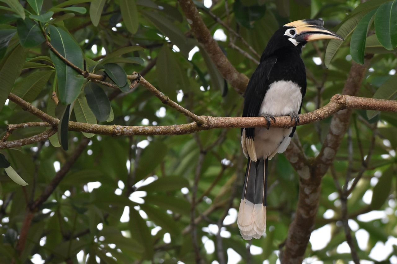 Cálao Pájaro Animal - Foto gratis en Pixabay - Pixabay