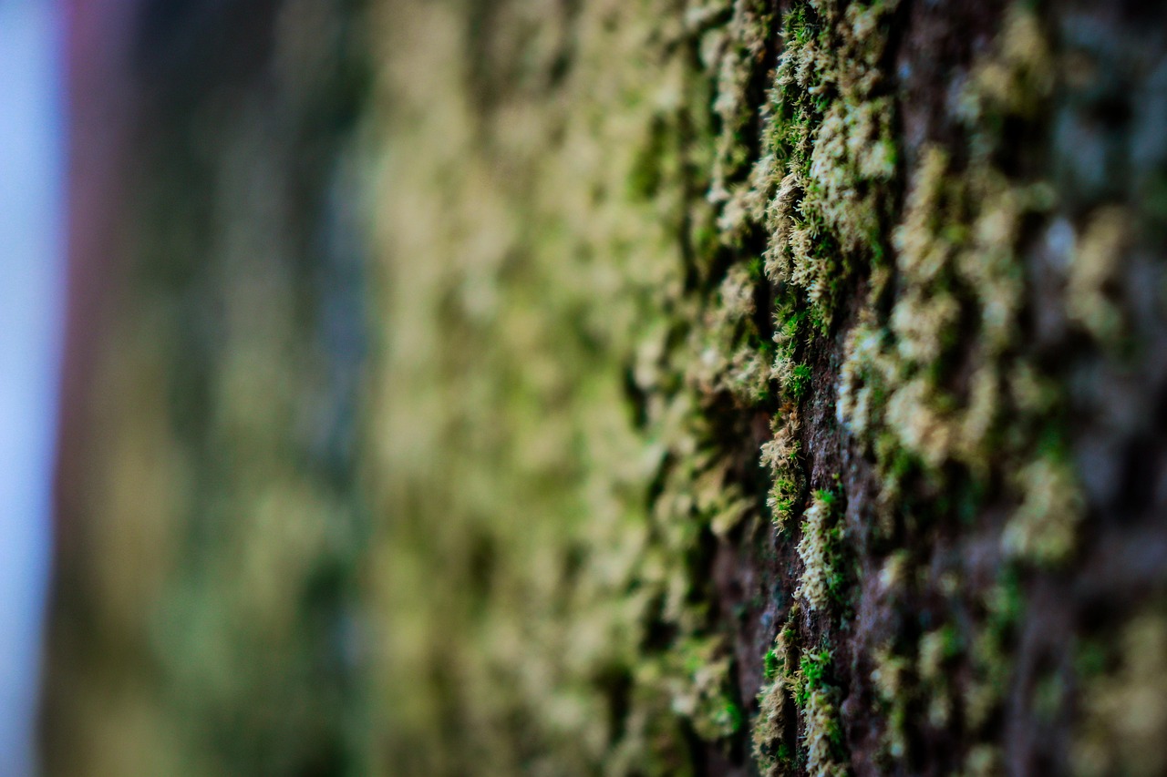 Algae Wood Tree Free Photo On Pixabay Pixabay