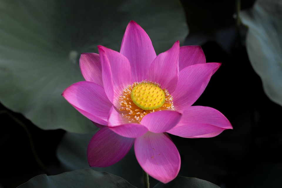 Lotus Fleur Rose De - Photo gratuite sur Pixabay - Pixabay