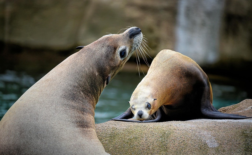 Sea Lion Aquatic Animals Mammal - Free photo on Pixabay - Pixabay
