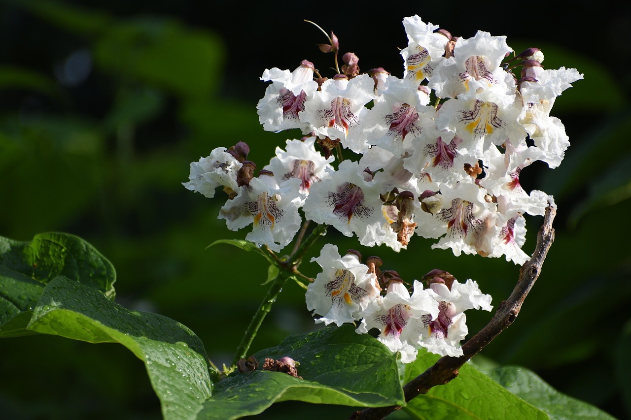 Catalpa Flowers Plant White - Free photo on Pixabay