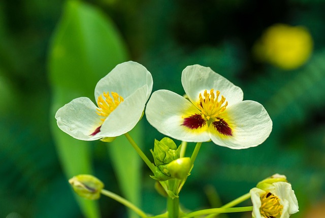 Sagittaria Flowers Plant Giant - Free photo on Pixabay