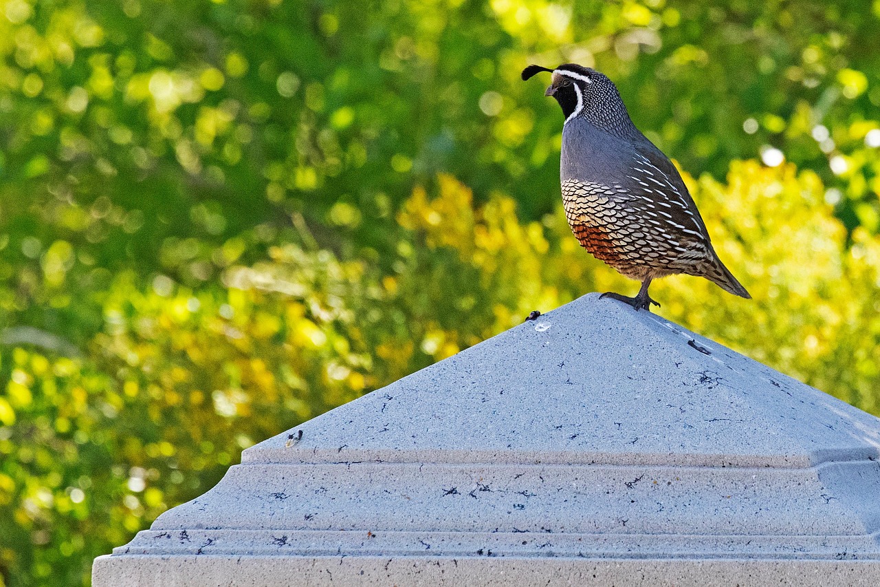 California Quail Bird - Free photo on Pixabay