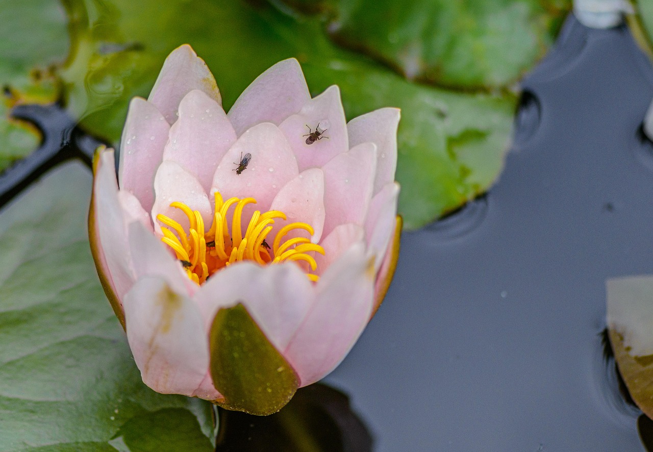 Lirio De Agua Rosado Planta - Foto gratis en Pixabay - Pixabay
