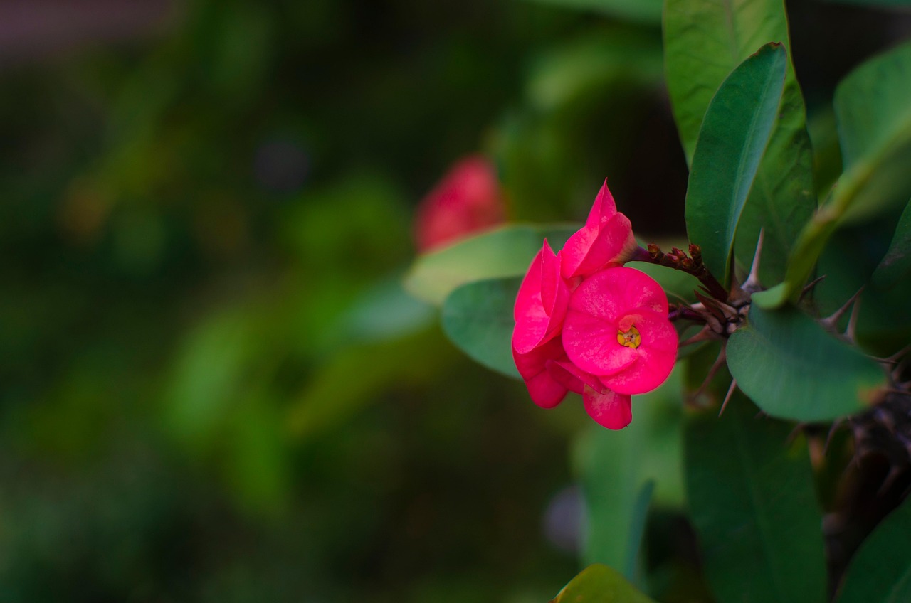 Crown-Of-Thorns Flowers Pink - Free photo on Pixabay - Pixabay