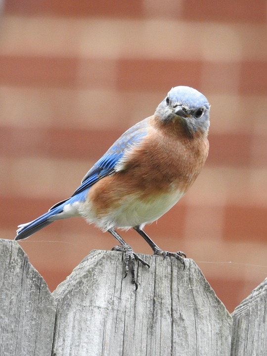 Eastern Bluebird Bird Animal - Free photo on Pixabay - Pixabay