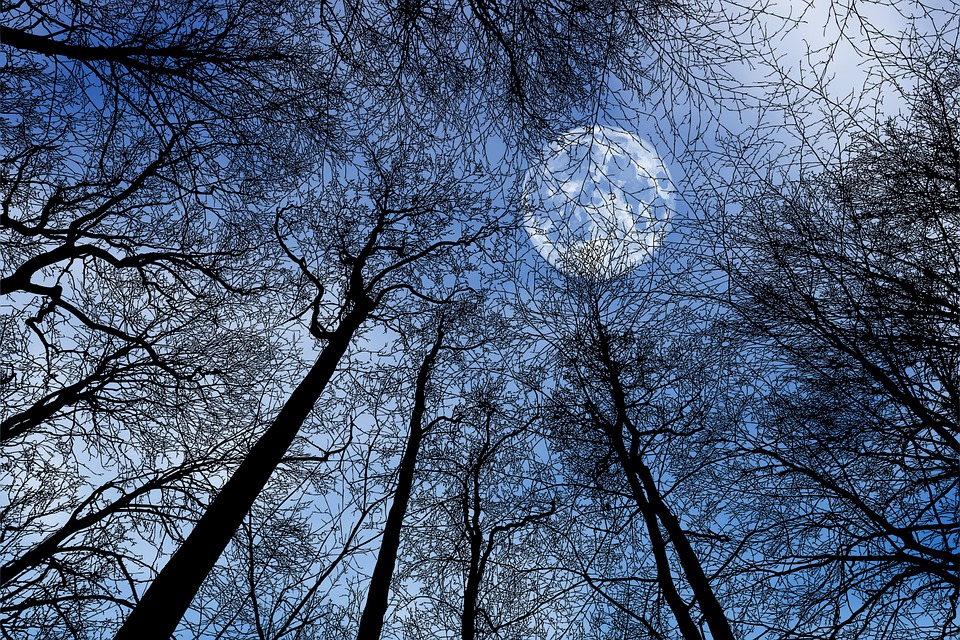 Download Moon, Sky, Trees. Royalty-Free Stock Illustration Image - Pixabay