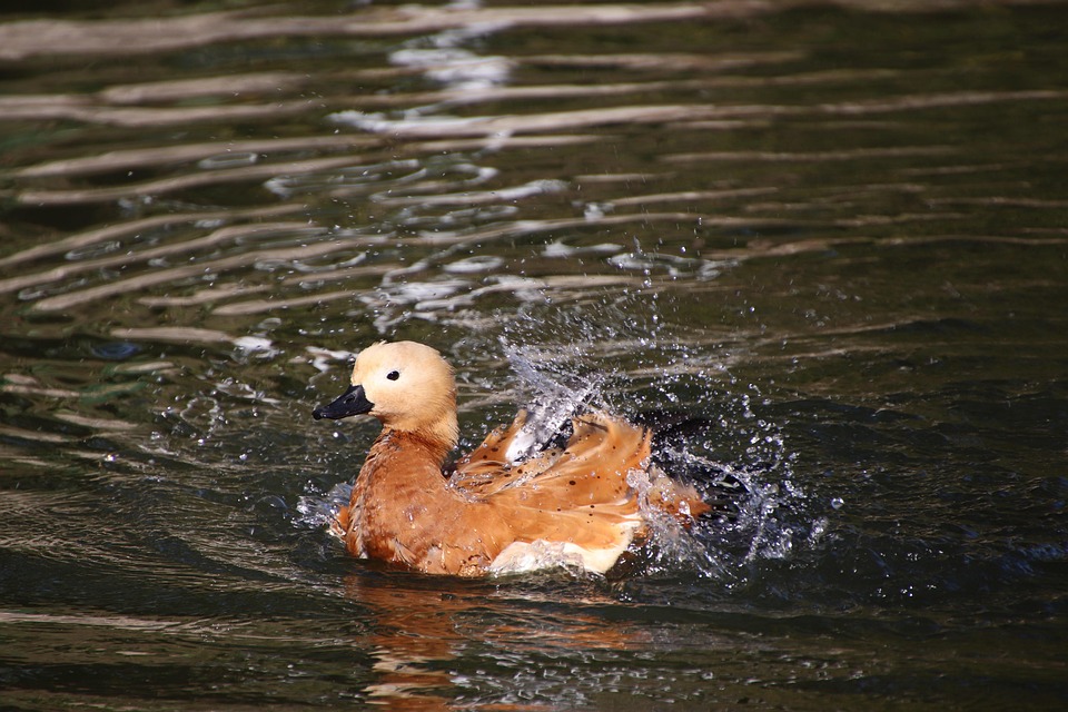Ruddy Shelduck Bebek Danau - Foto gratis di Pixabay - Pixabay
