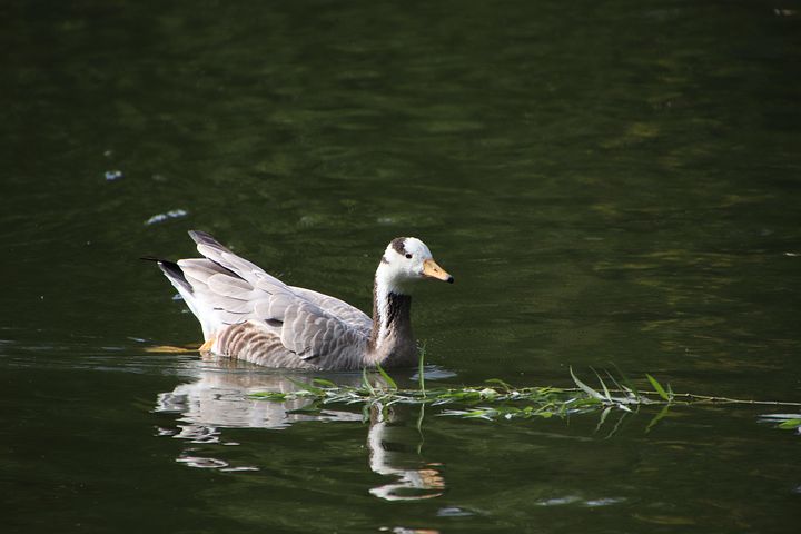 100+ Free Bar Headed Goose & Bar-Headed Goose Images - Pixabay