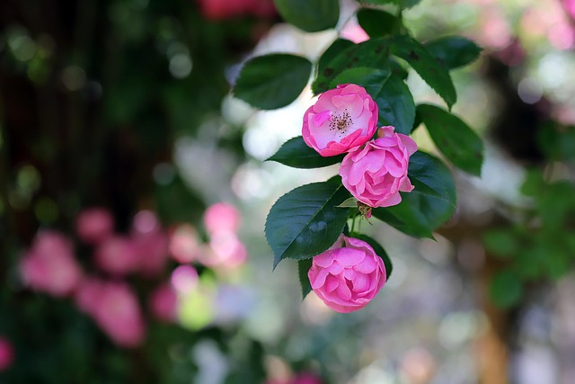 Chinese Rose Flowers Plant China - Free photo on Pixabay - Pixabay