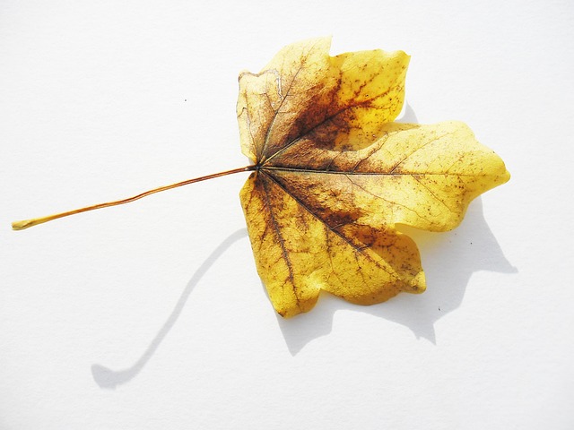 Maple Sheet Autumn - Free photo on Pixabay - Pixabay