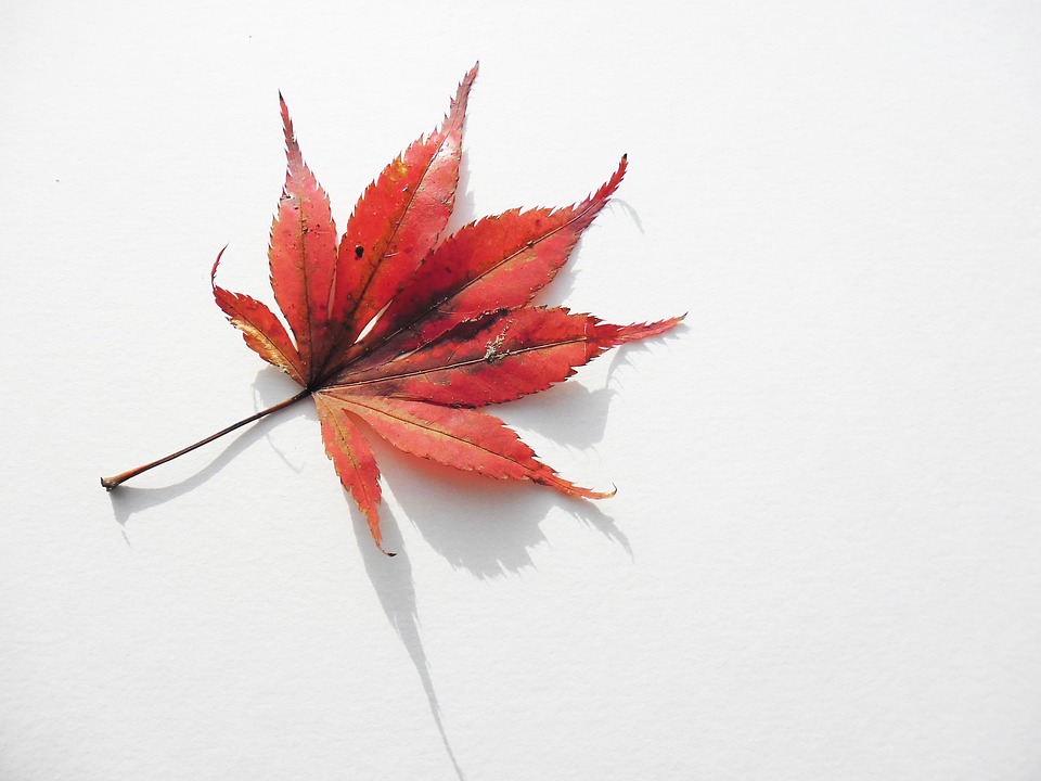 Japanese Maple Sheet Autumn Leaf - Free photo on Pixabay - Pixabay