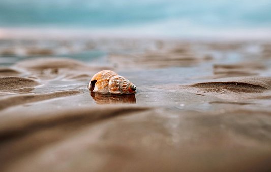 Shells Seashells Beach Tiny - Free photo on Pixabay