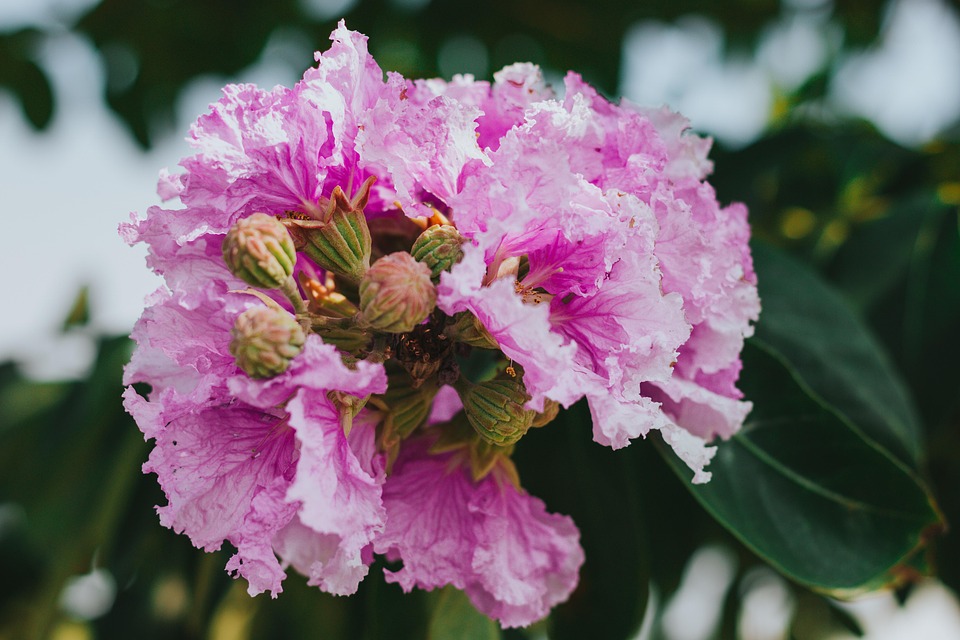 Crape Myrtle Flowers Branch Pink - Free photo on Pixabay - Pixabay