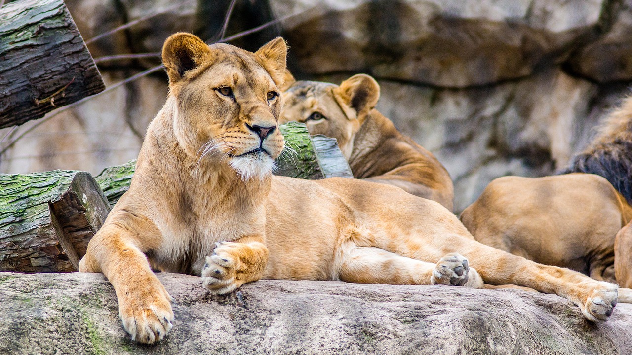 900+ Free Lioness & Lion Photos - Pixabay