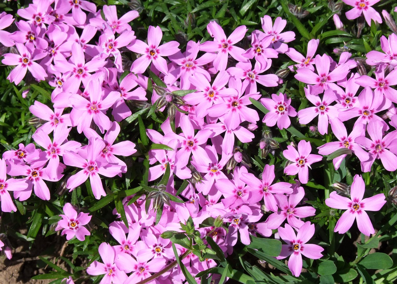 Phloxes Flowers Purple - Free photo on Pixabay - Pixabay