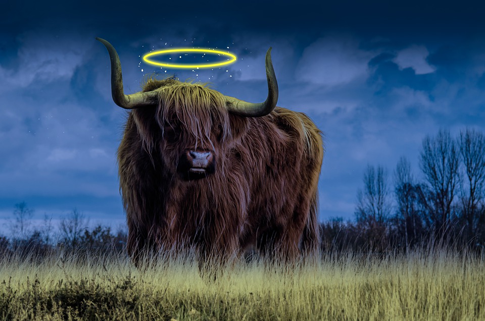 Download Holy Cow, Highland Cow, Field. Royalty-Free Stock Illustration ...