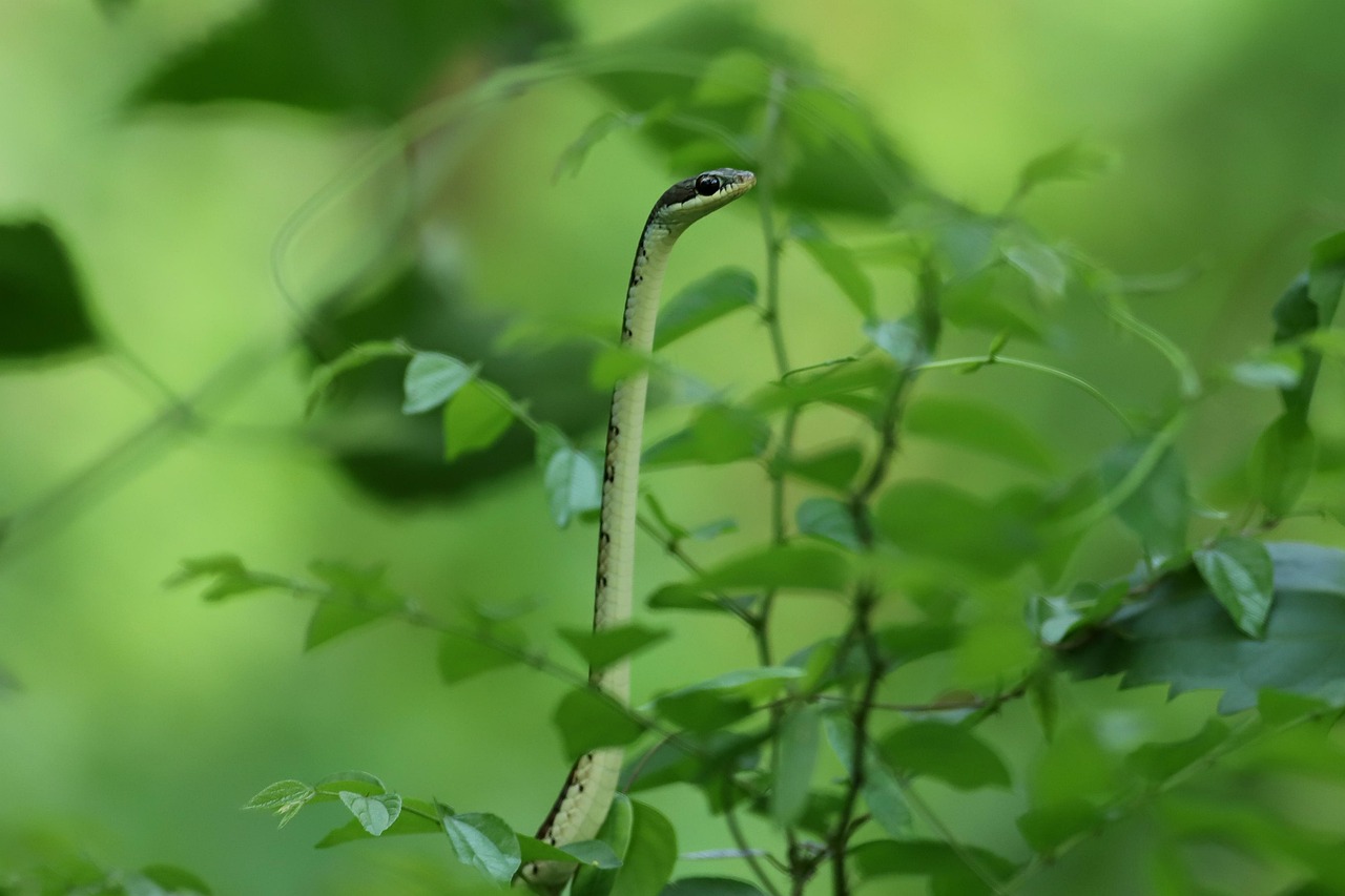 100+ Free Snake Plant & Nature Photos - Pixabay