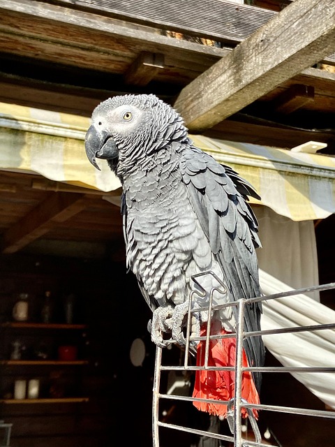 Grey Parrot Bird - Free photo on Pixabay - Pixabay