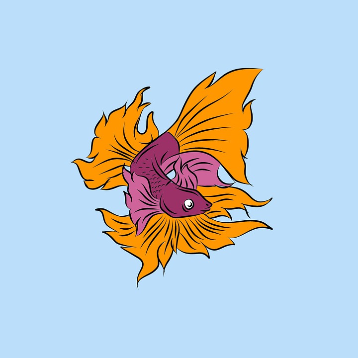 Betta Bojownik Syjamski Ryba - Darmowy obraz na Pixabay