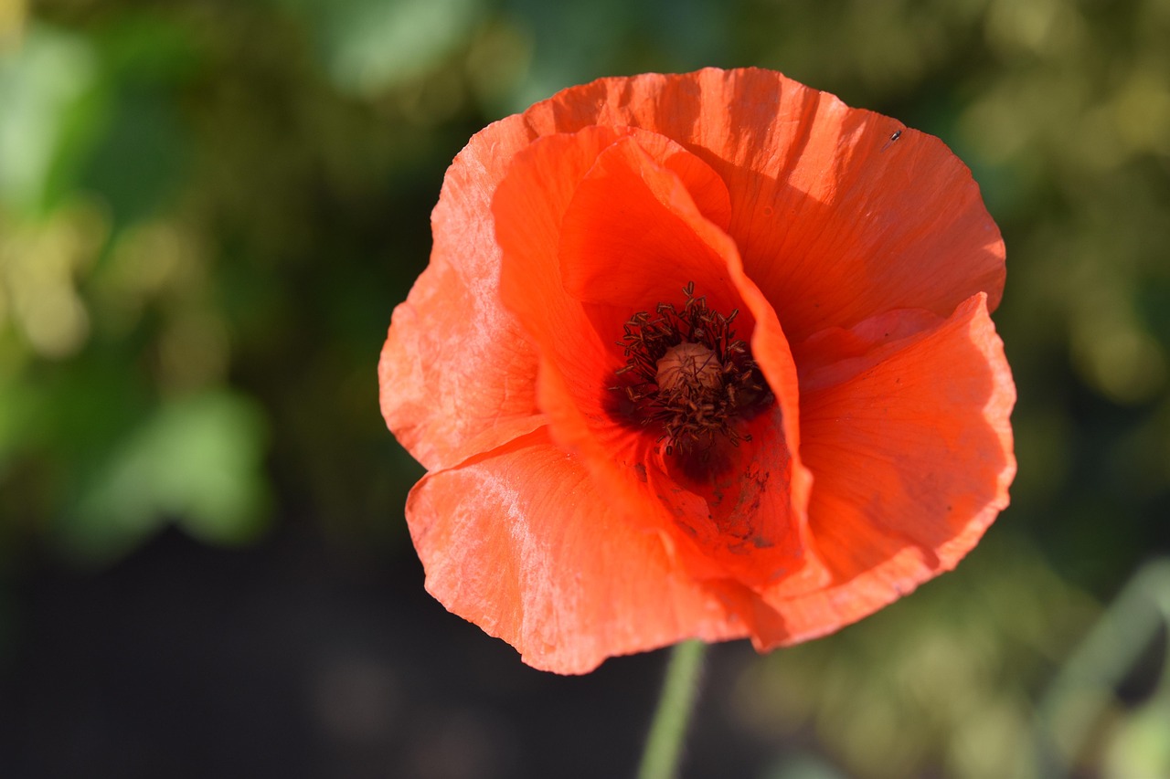 10,000+ Free Poppy & Nature Images - Pixabay