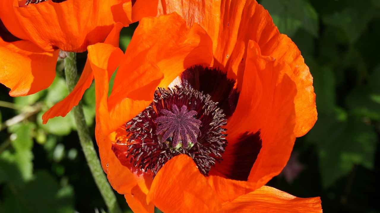 Coquelicot Fleur Pistil - Photo gratuite sur Pixabay - Pixabay