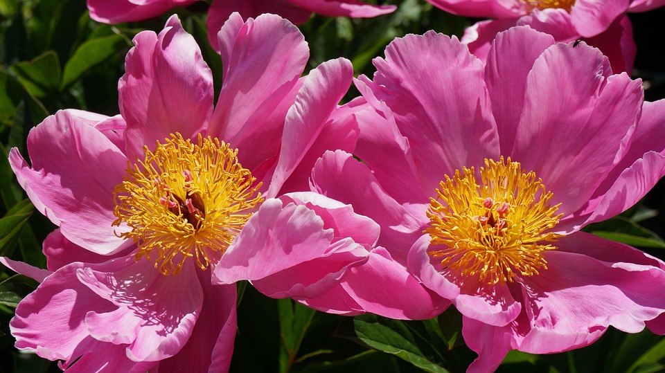 Peonies Flowers Pink - Free photo on Pixabay - Pixabay