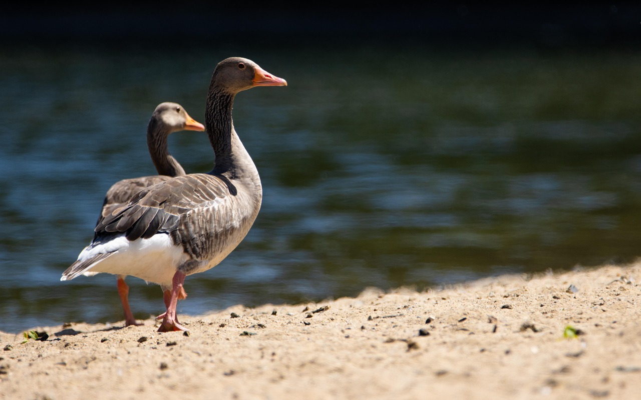 200+ Free Greylag Geese & Geese Images - Pixabay