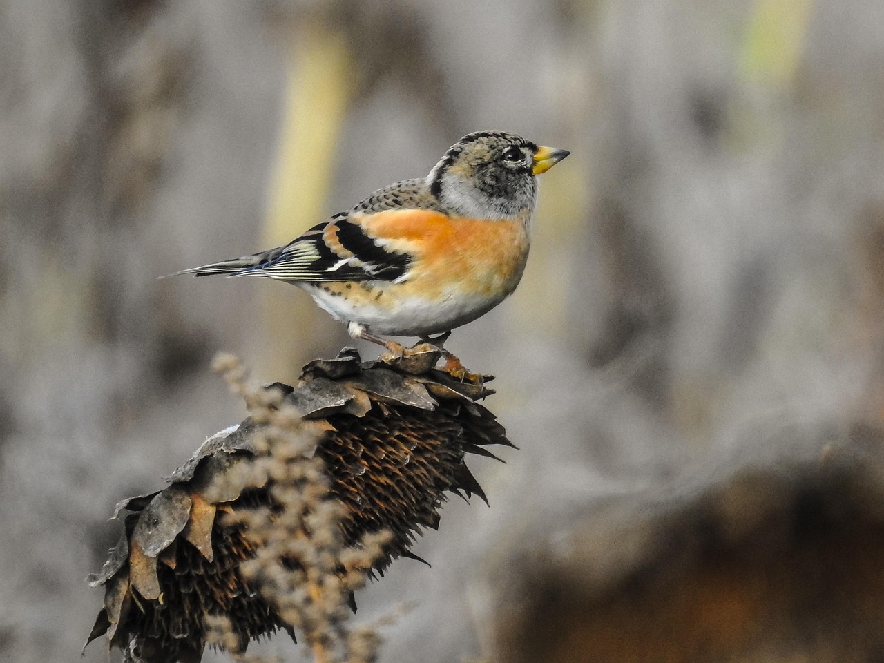 Brambling Bird Plant - Free photo on Pixabay - Pixabay