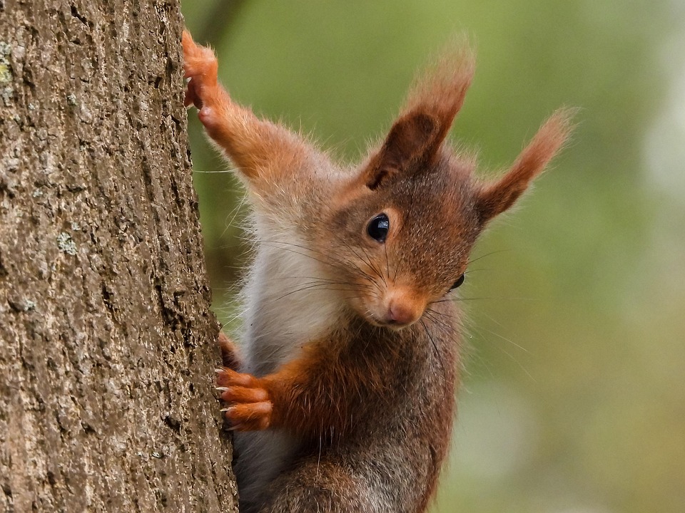 Squirrel Rodent Animal Red - Free photo on Pixabay