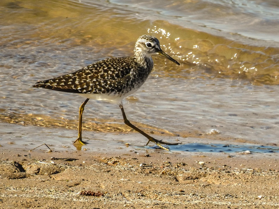 Wood Sandpiper Bird Sand - Free photo on Pixabay - Pixabay