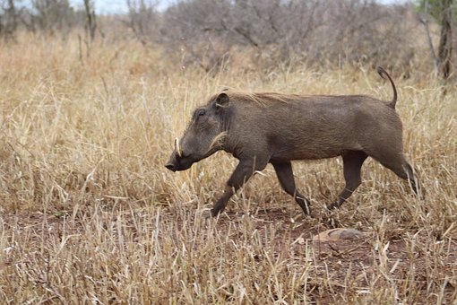 60+ Free Wild Hog & Boar Images