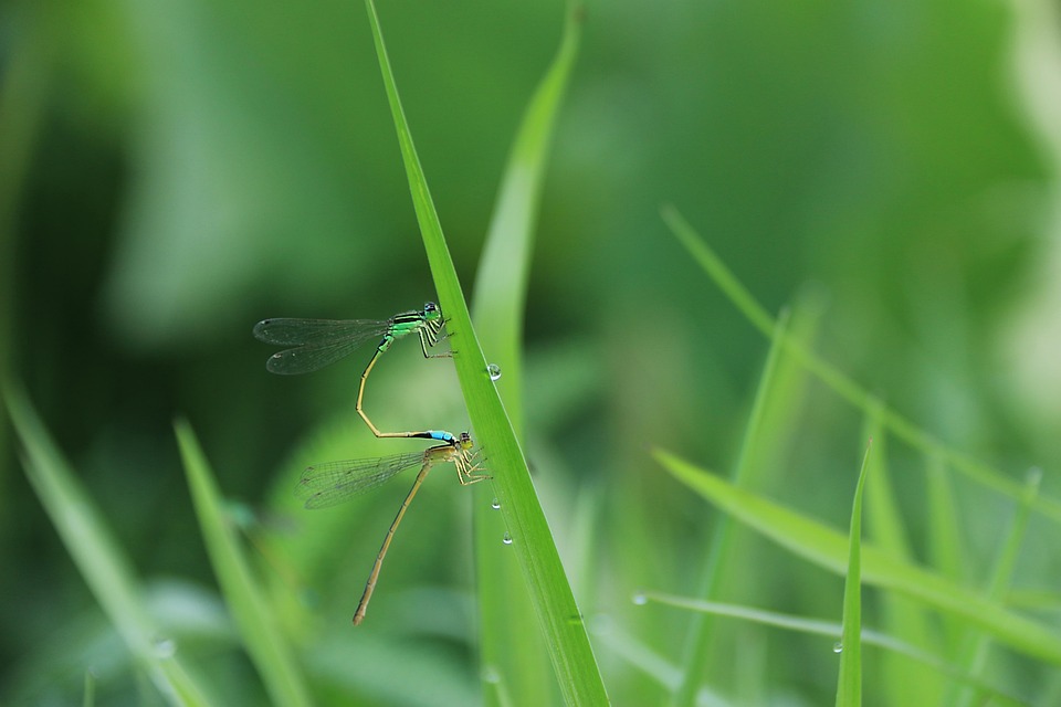 豆娘 交配 草 Pixabay上的免费照片 Pixabay