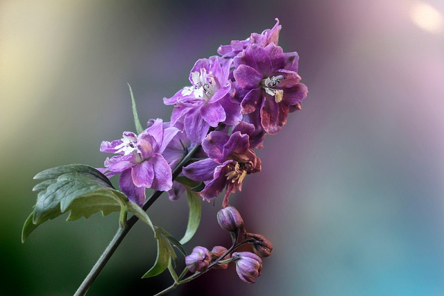 Larkspur Garden Flower - Free photo on Pixabay