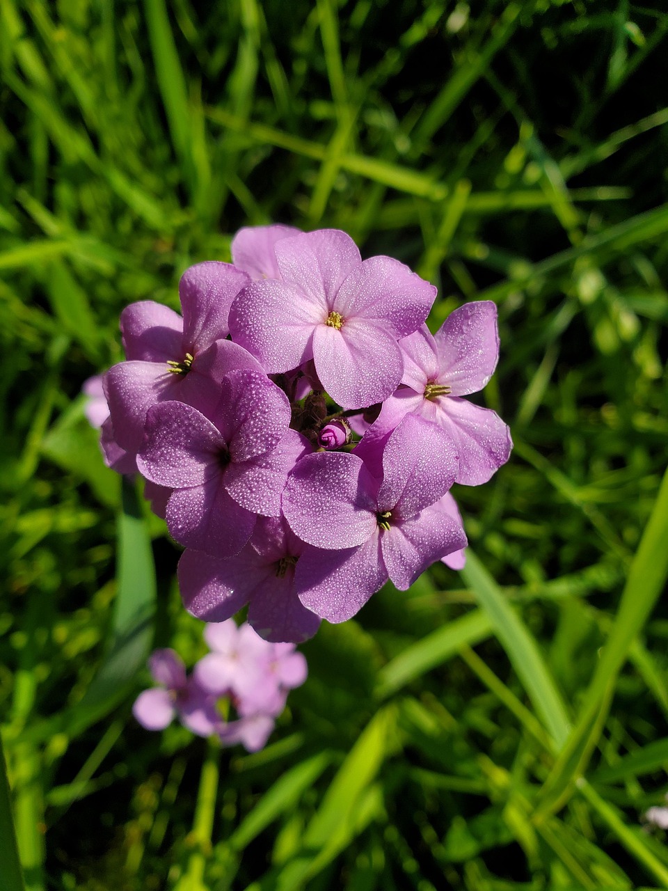 Dame'S Rocket Flowers Plant - Free photo on Pixabay - Pixabay