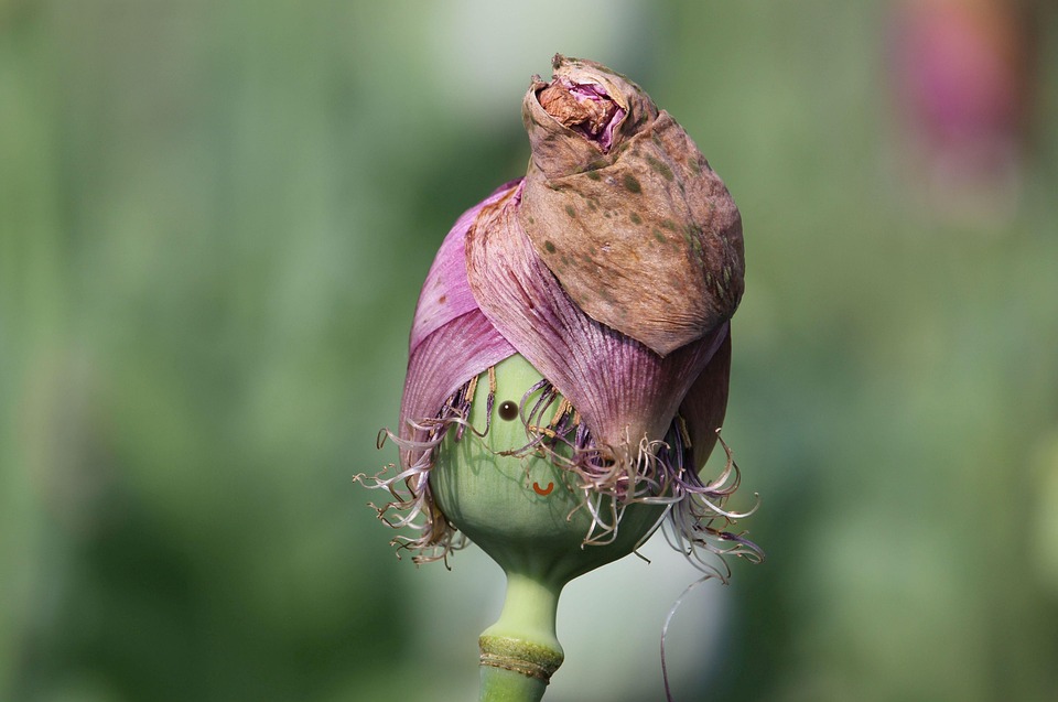 Poppy Face Smile Seed - Free photo on Pixabay