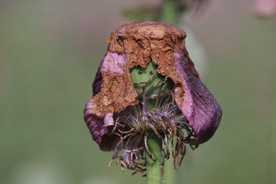 Poppy Face Anxious - Free photo on Pixabay - Pixabay