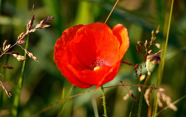 Opium Bunga Poppy Merah - Foto gratis di Pixabay - Pixabay