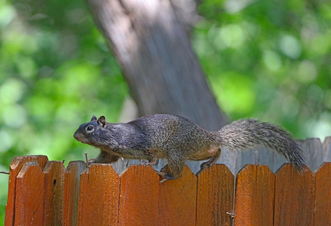 Eichhörnchen Nagetier Tierwelt - Kostenloses Foto auf Pixabay - Pixabay