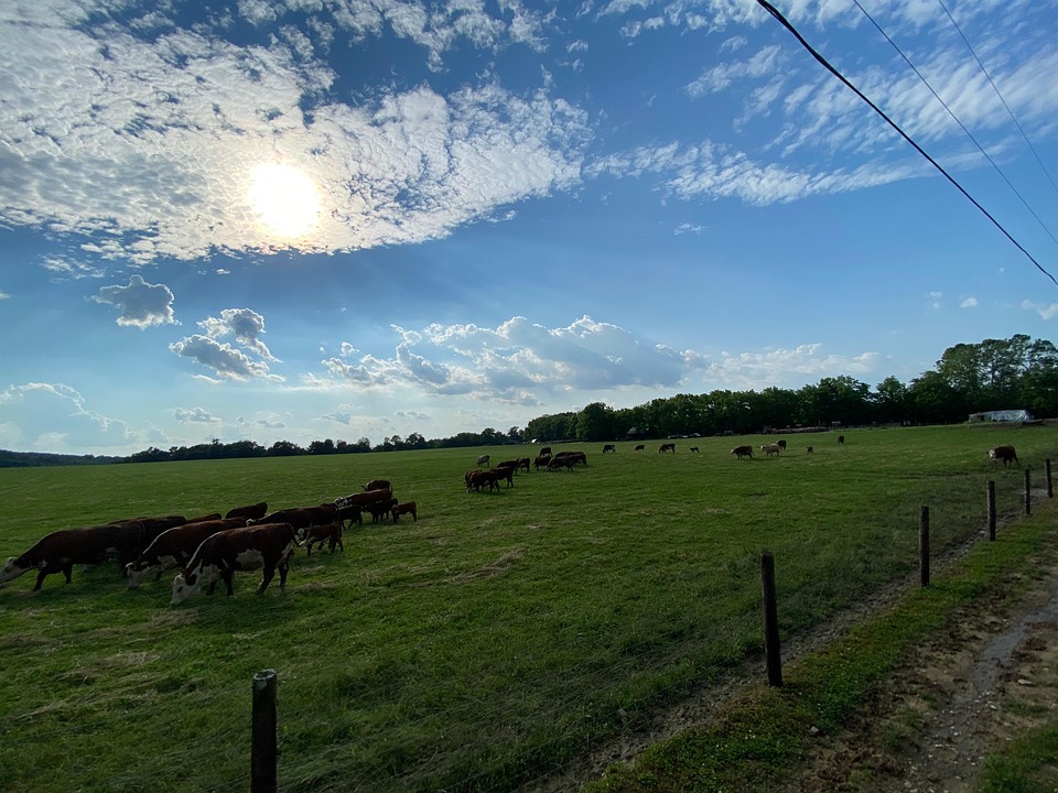 Horse Ranch Ohio Cows - Free photo on Pixabay - Pixabay
