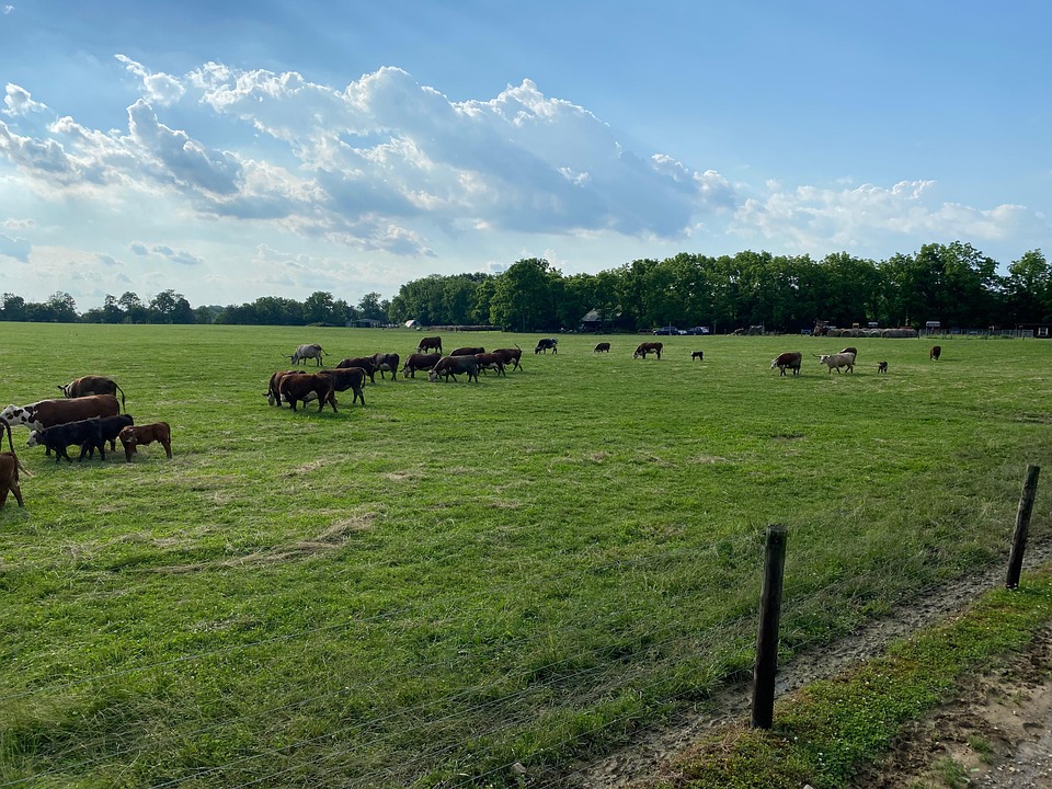 Horse Ranch Ohio Cows - Free photo on Pixabay - Pixabay