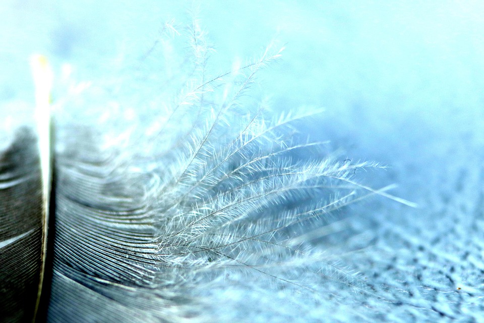 La Plume D'Oiseau Duveteux - Photo gratuite sur Pixabay - Pixabay