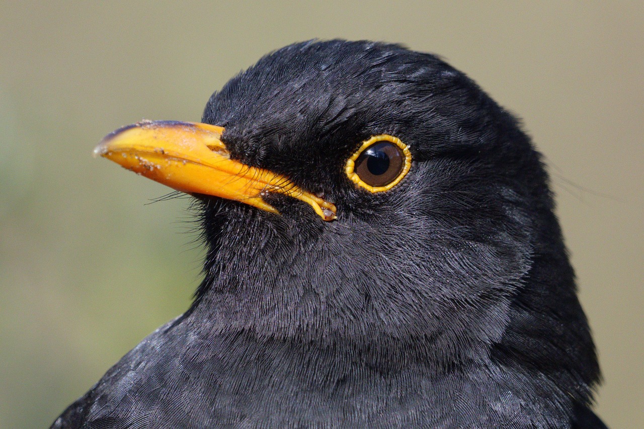 Blackbird Photography Macro Smoke Signals: Blackbird's Breath Snags