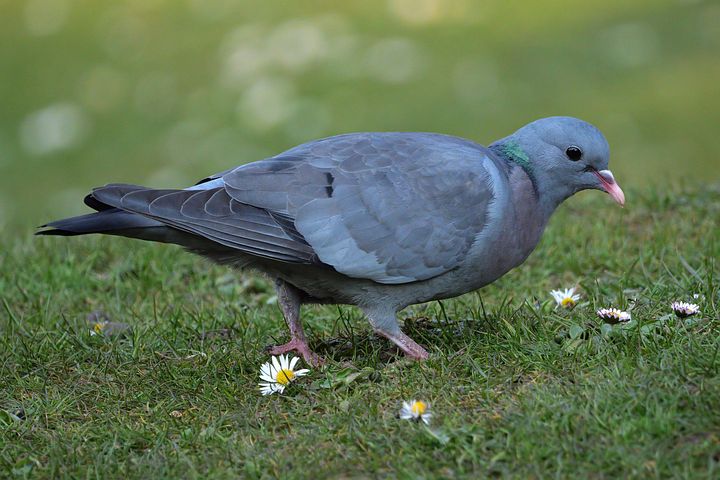 60+ Free Paloma Comun & Bird Photos - Pixabay