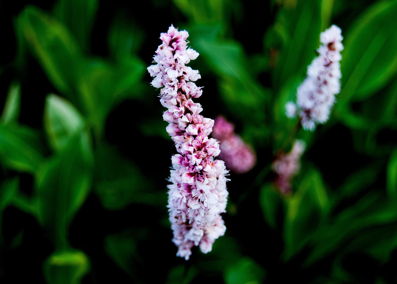Flowers Small Little - Free photo on Pixabay - Pixabay