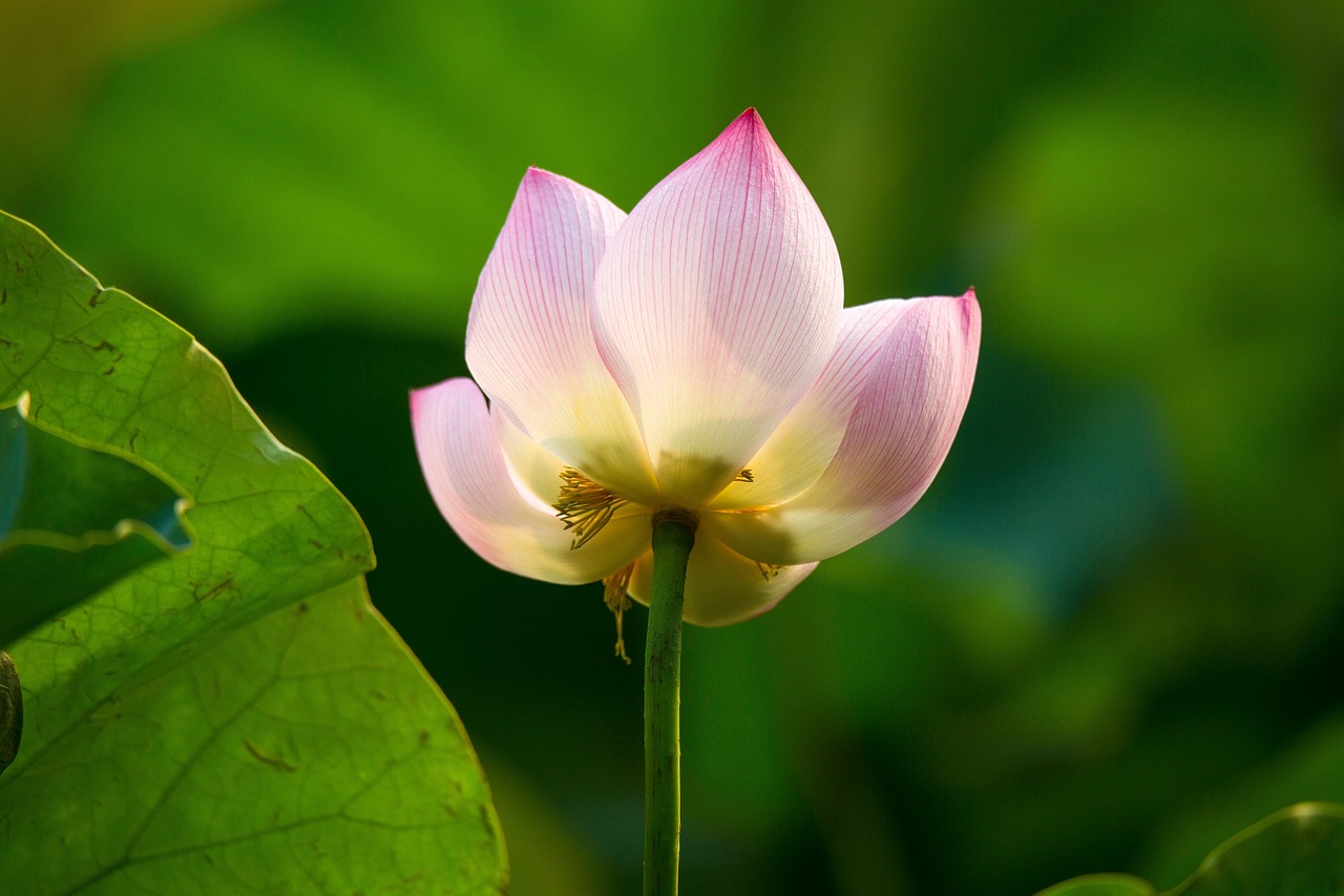 Lotus Flower Plant Pink - Free photo on Pixabay