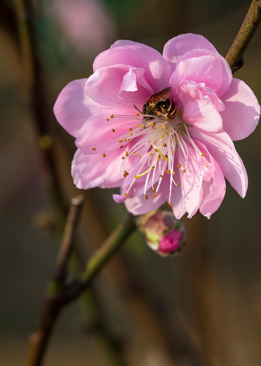 Cherry Blossom Flower Pink - Free photo on Pixabay - Pixabay